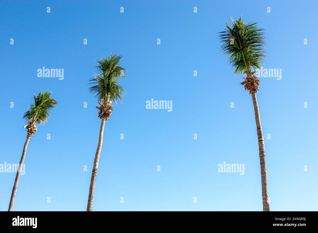 New newly planted transplanted palm trees hi-res stock photography and ...