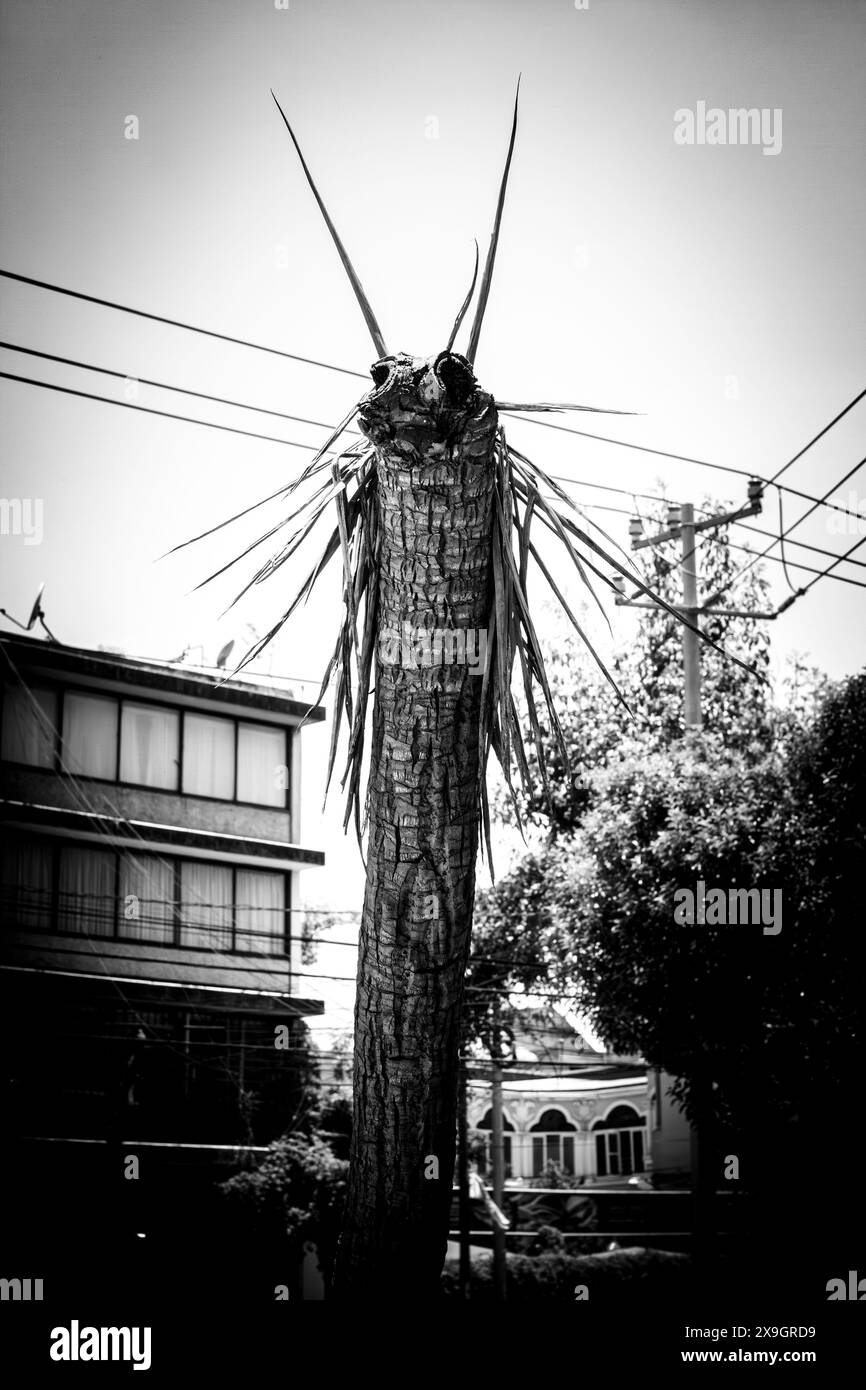 Steel palm tree hi-res stock photography and images - Alamy