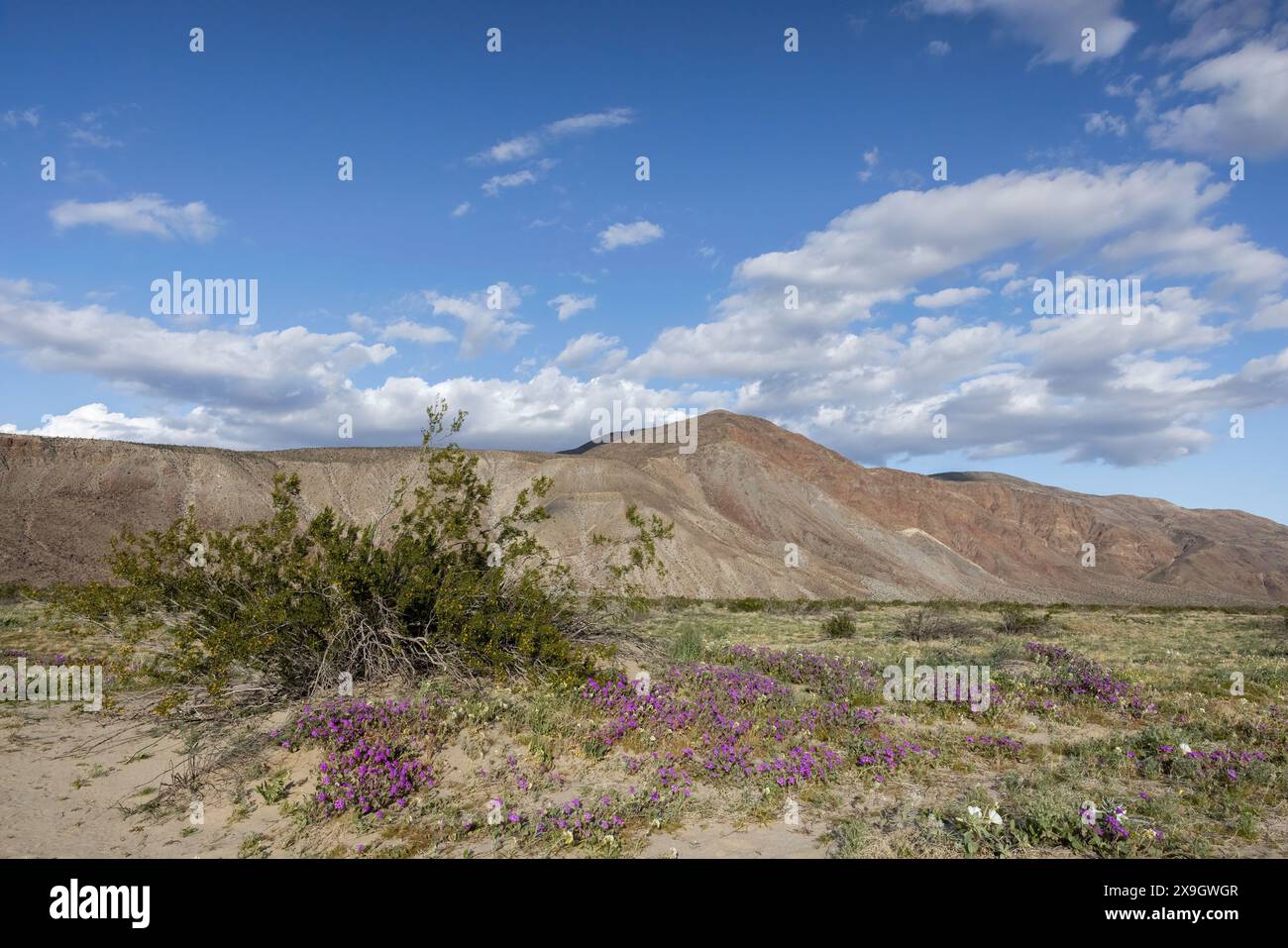 Blooming Desert Sand Verbena (Abronia villosa) wildflowers and creosote ...