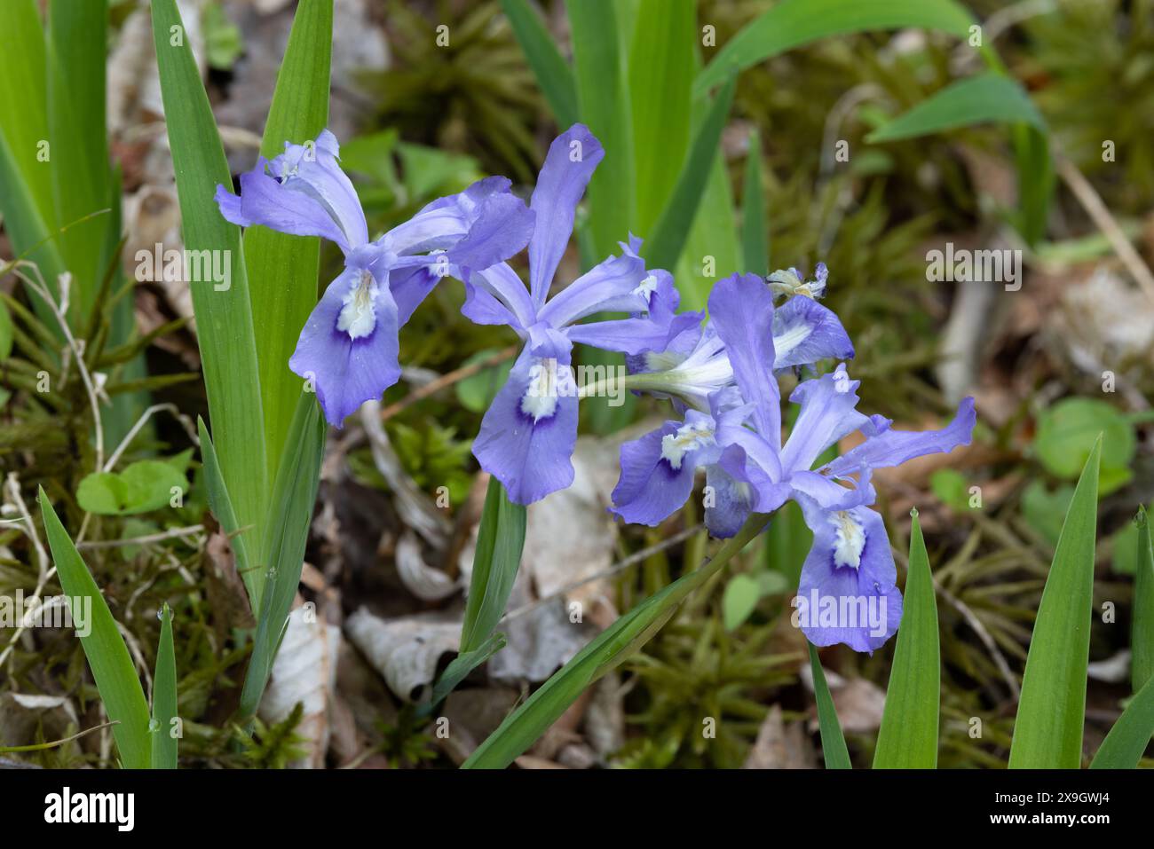 Blooming dwarf crested iris (Iris cristata) in spring, Great Smoky ...