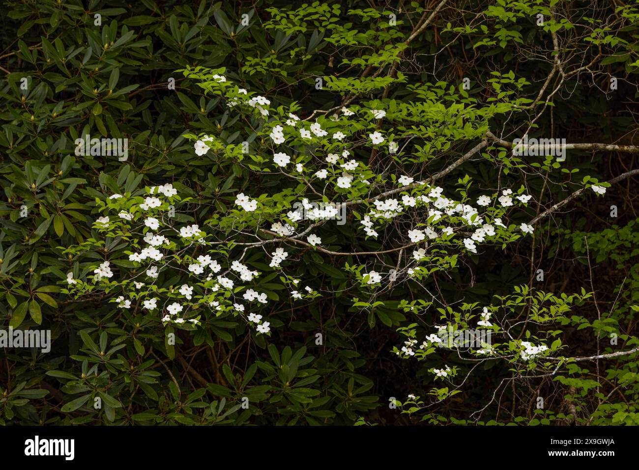 Flowering dogwood (Cornus florida) blossoms in spring, Great Smoky ...