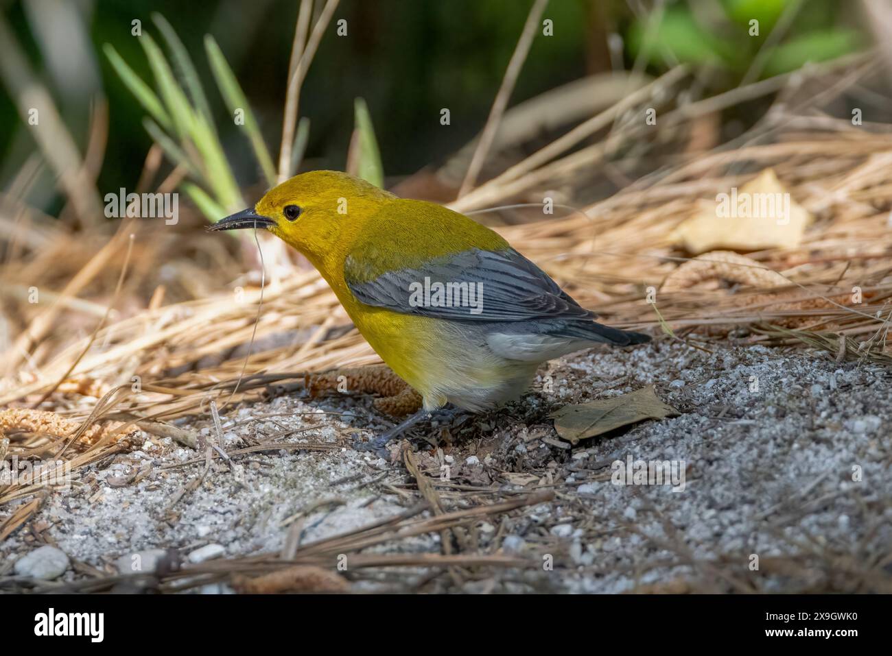 Adult female Prothonotary Warbler (Protonotaria citrea) with nesting ...