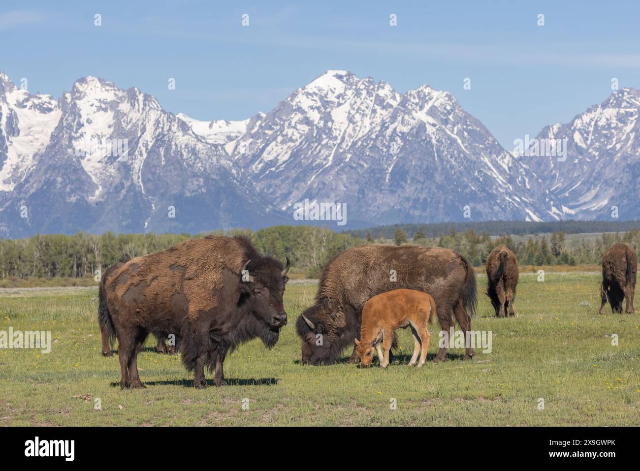 American bison (Bison bison) and the snow-capped Teton Range in spring ...