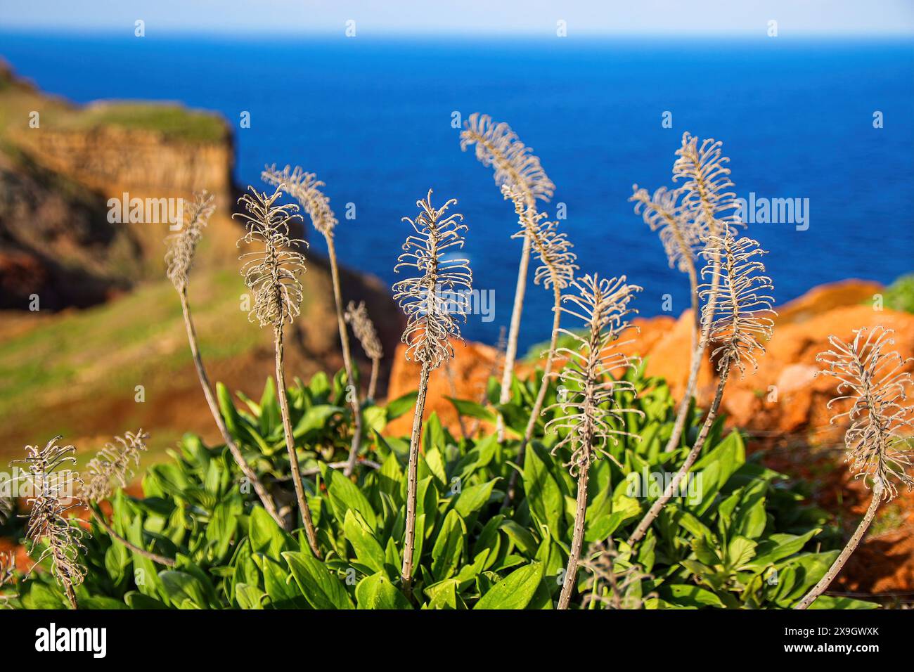 Dead flowers on the Ponta de São Lourenço (tip of St Lawrence) at the ...