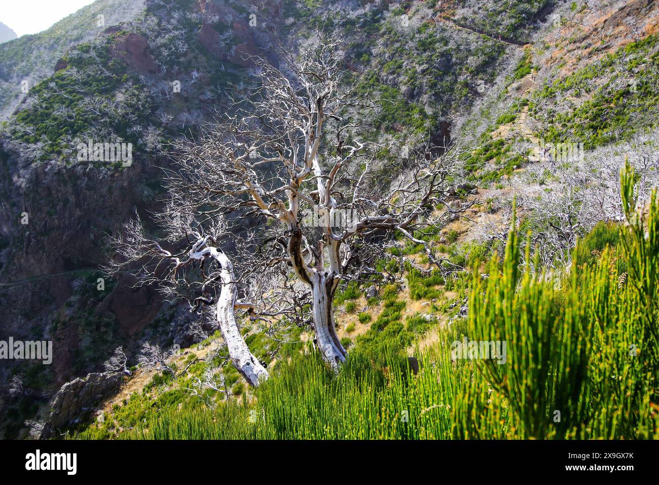 Dead burnt tree on pico ruivo hi-res stock photography and images - Alamy