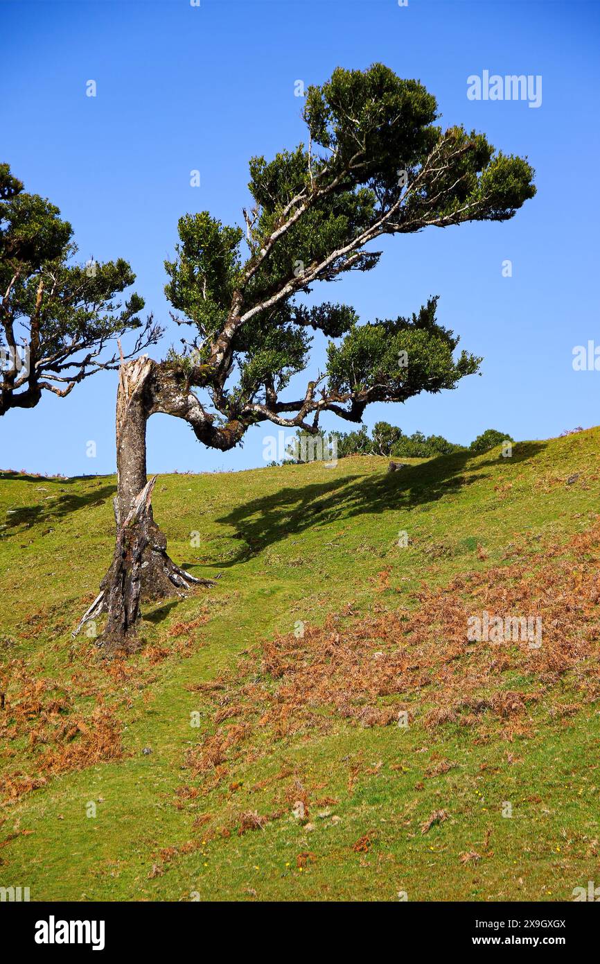 Laurel trees (Ocotea Foetens) aka stinkwood, in the Fanal subtropical ...
