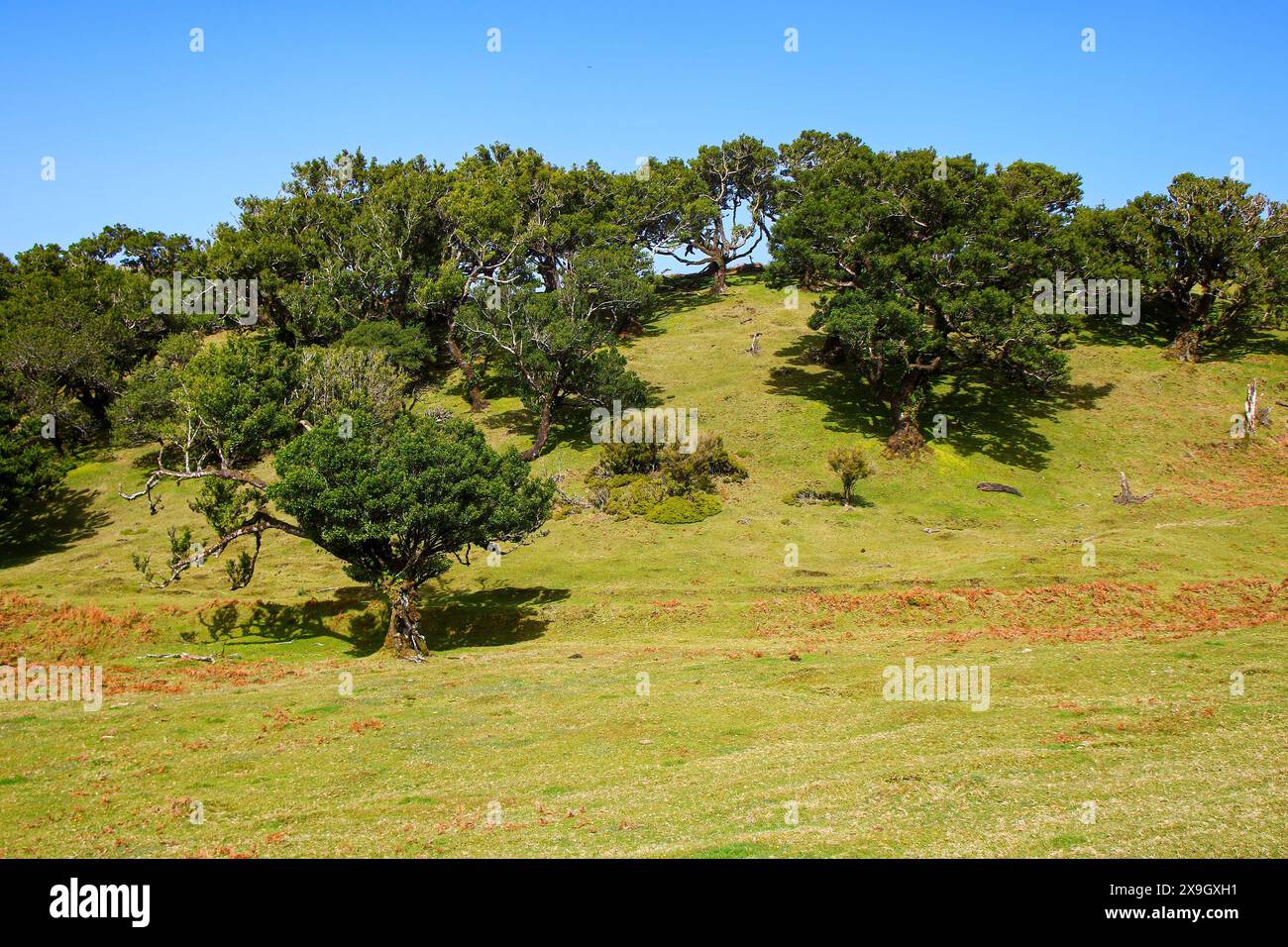 Laurel trees (Ocotea Foetens) aka stinkwood, in the Fanal subtropical ...