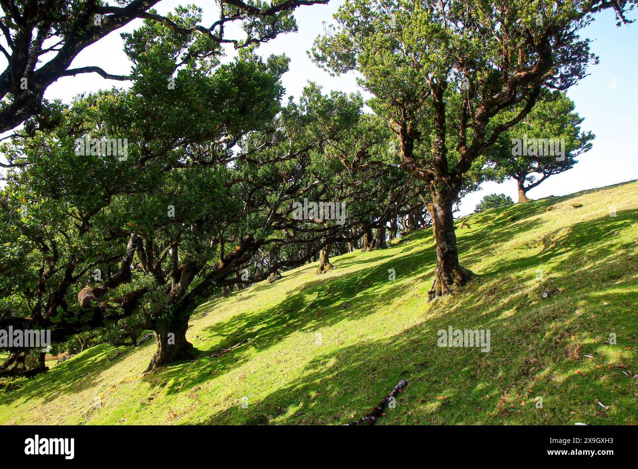 Laurel trees (Ocotea Foetens) aka stinkwood, in the Fanal subtropical ...