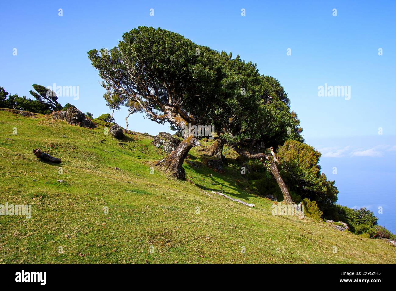 Laurel trees (Ocotea Foetens) aka stinkwood, in the Fanal subtropical ...