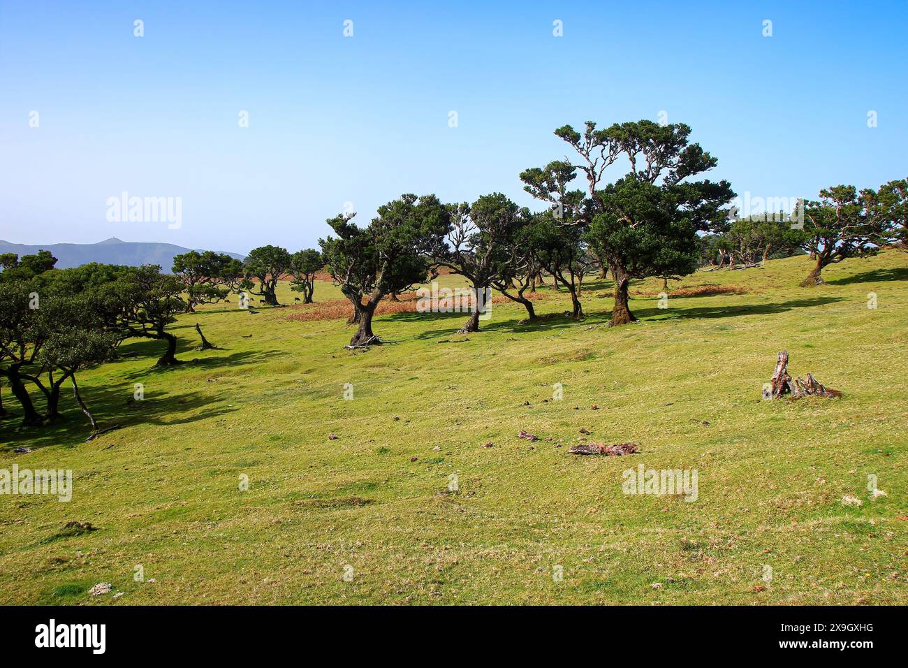 Laurel trees (Ocotea Foetens) aka stinkwood, in the Fanal subtropical ...