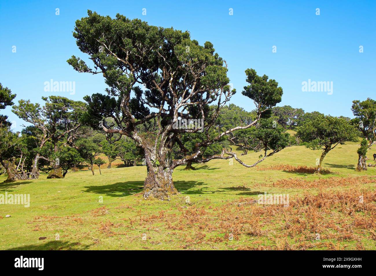 Laurel trees (Ocotea Foetens) aka stinkwood, in the Fanal subtropical ...