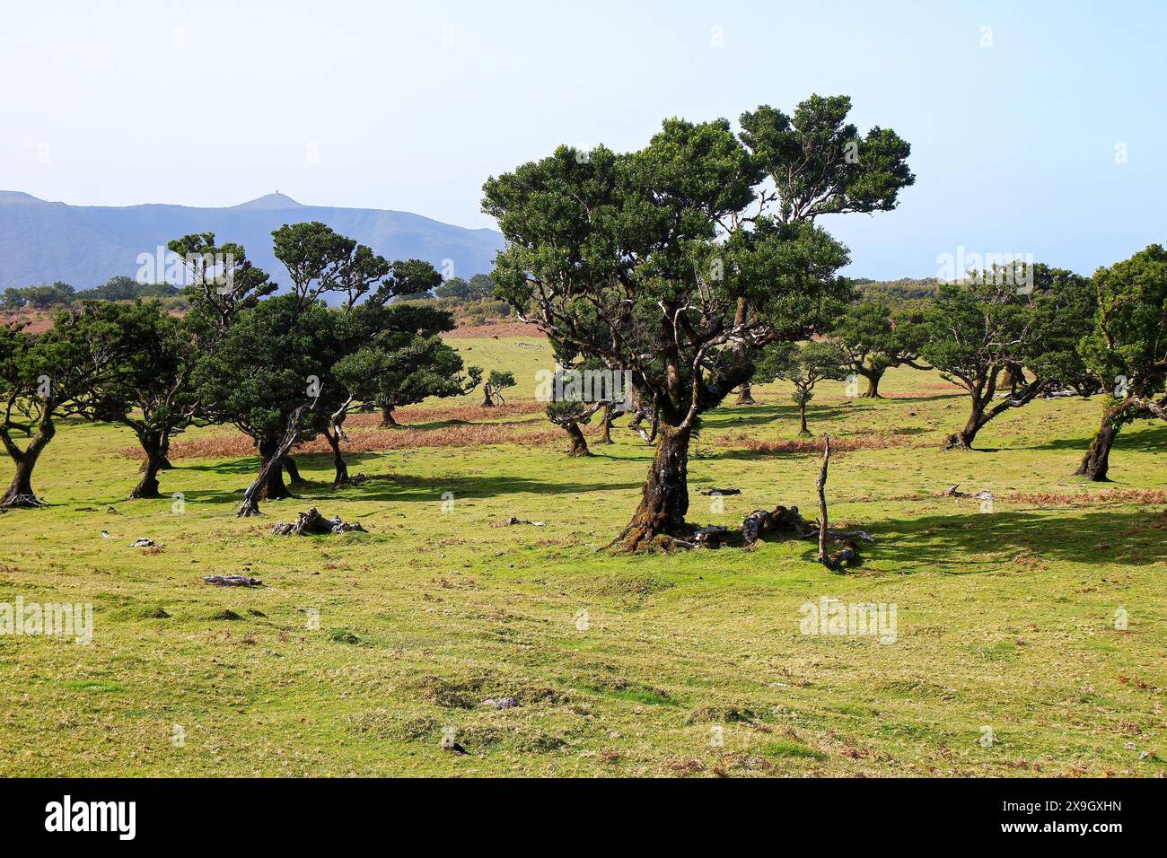 Laurel trees (Ocotea Foetens) aka stinkwood, in the Fanal subtropical ...