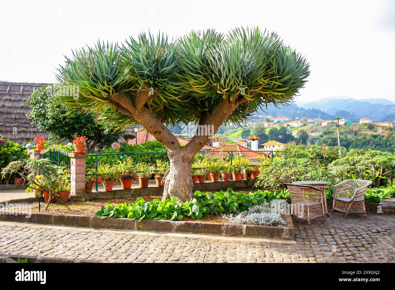 Dragon tree "Dracaena draco", an ornamental plant native from ...