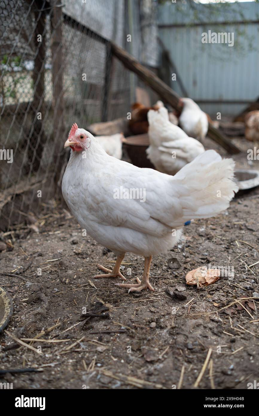Chickens walk in pen hi-res stock photography and images - Alamy
