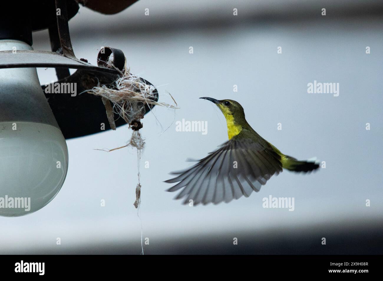 female Olive-backed sunbird, Yellow-bellied sunbird is flying to build ...