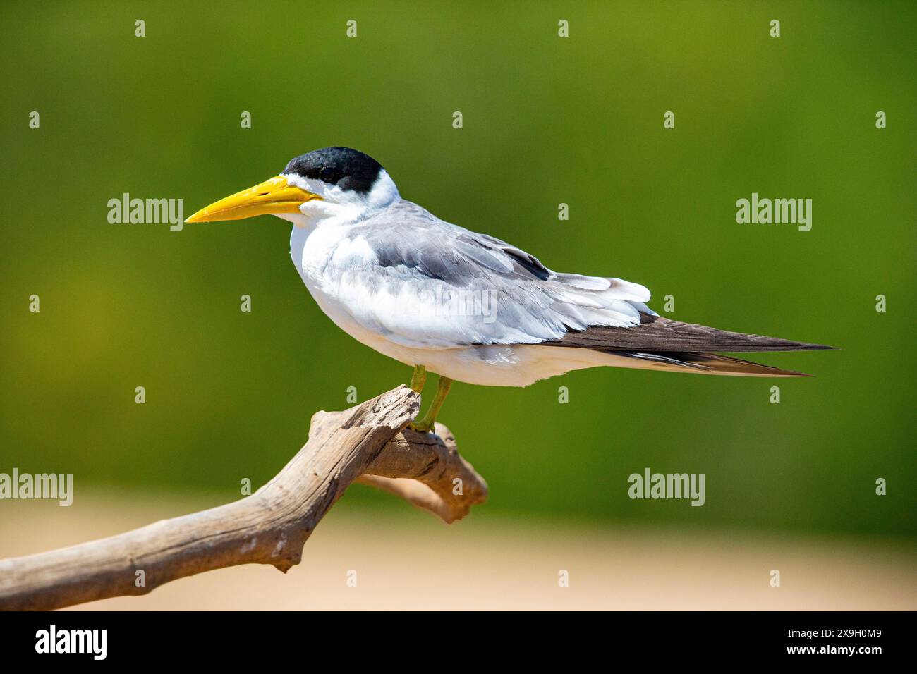 Large-billed Tern (Phaetusa simplex) Pantanal Brazil Stock Photo - Alamy