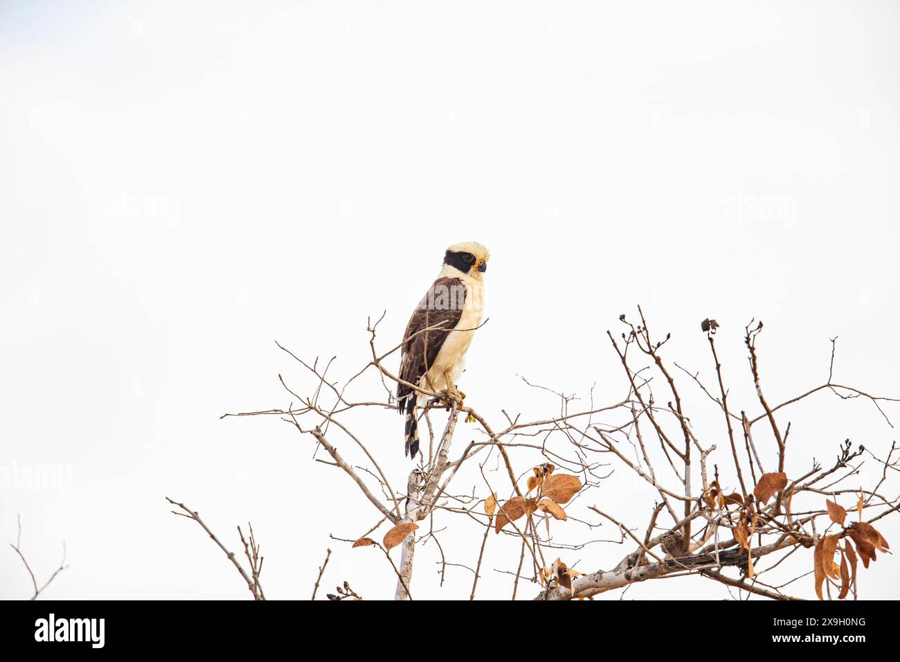 Laughing falcon (Herpetotheres cachinnans) Pantanal Brazil Stock Photo ...