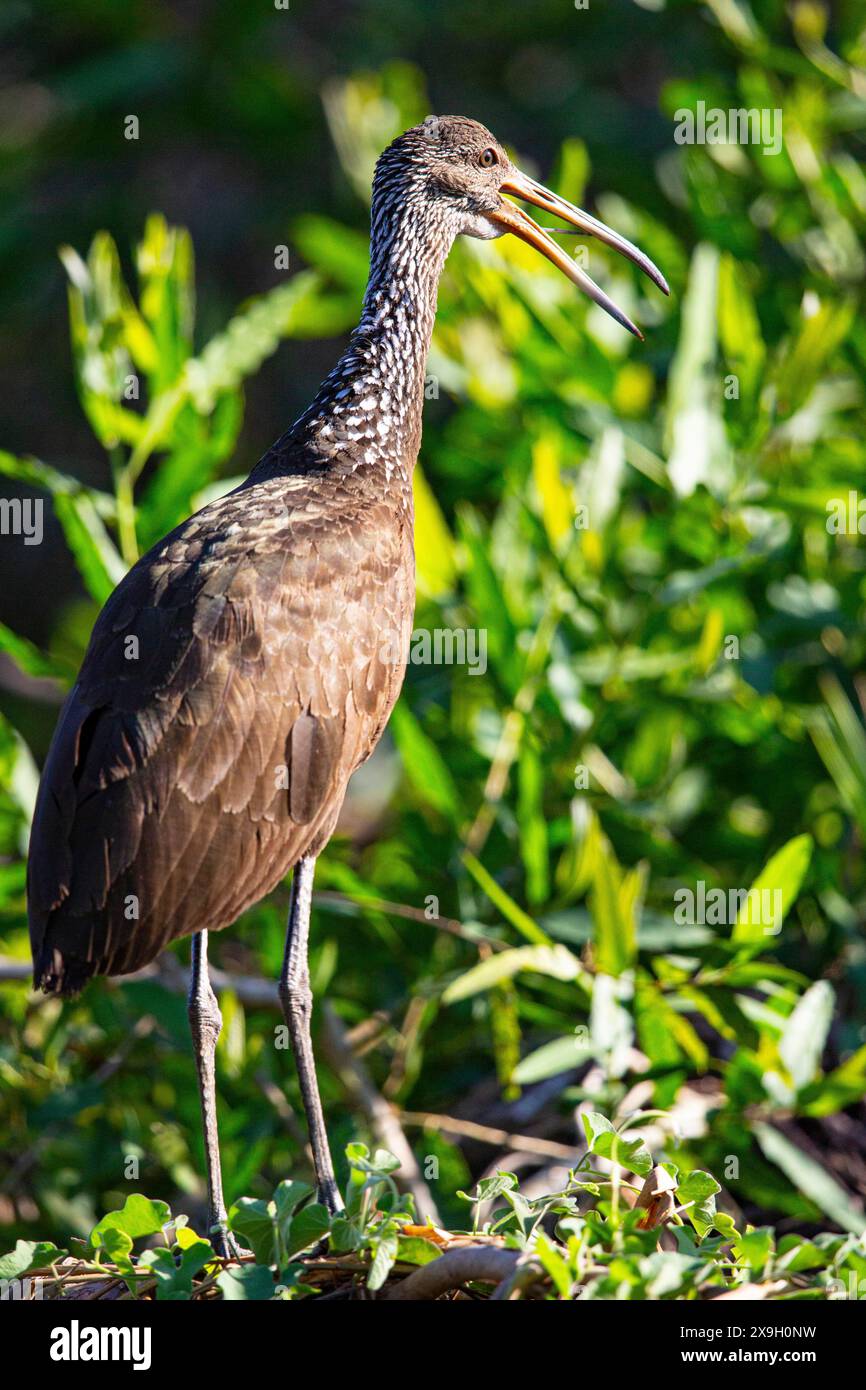 Limpkin (Aramus guarauna) Pantanal Brazil Stock Photo - Alamy
