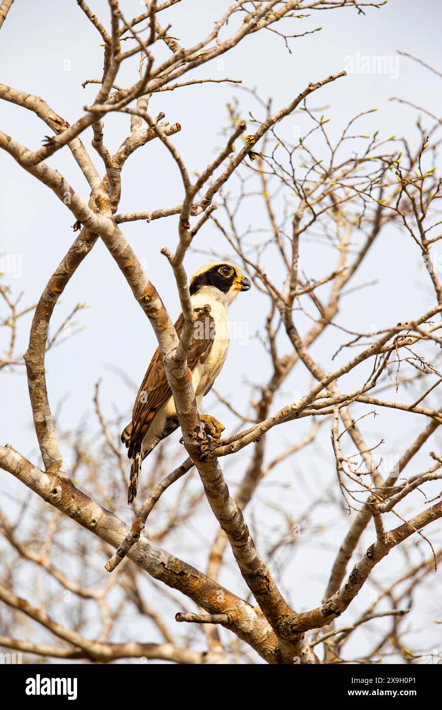 Laughing falcon (Herpetotheres cachinnans) Pantanal Brazil Stock Photo ...