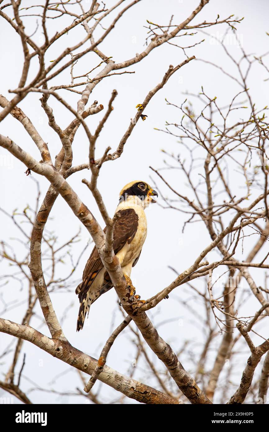 Laughing falcon (Herpetotheres cachinnans) Pantanal Brazil Stock Photo ...