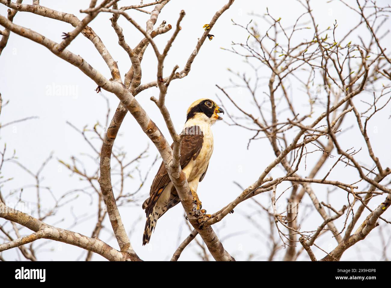 Laughing falcon (Herpetotheres cachinnans) Pantanal Brazil Stock Photo ...