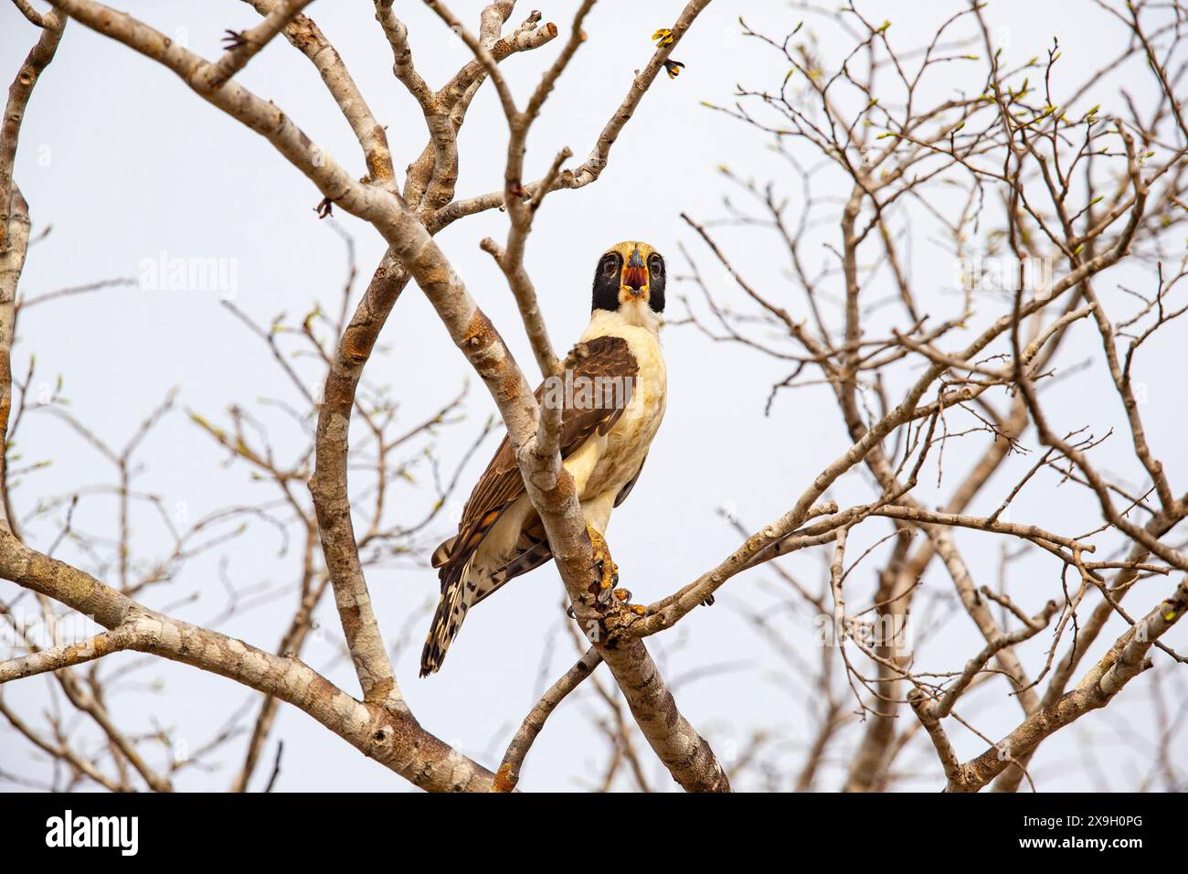 Laughing falcon (Herpetotheres cachinnans) Pantanal Brazil Stock Photo ...