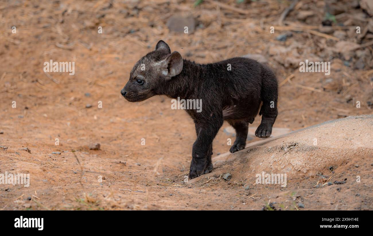 Spotted hyenas (Crocuta crocuta), young animal, Kruger National Park ...