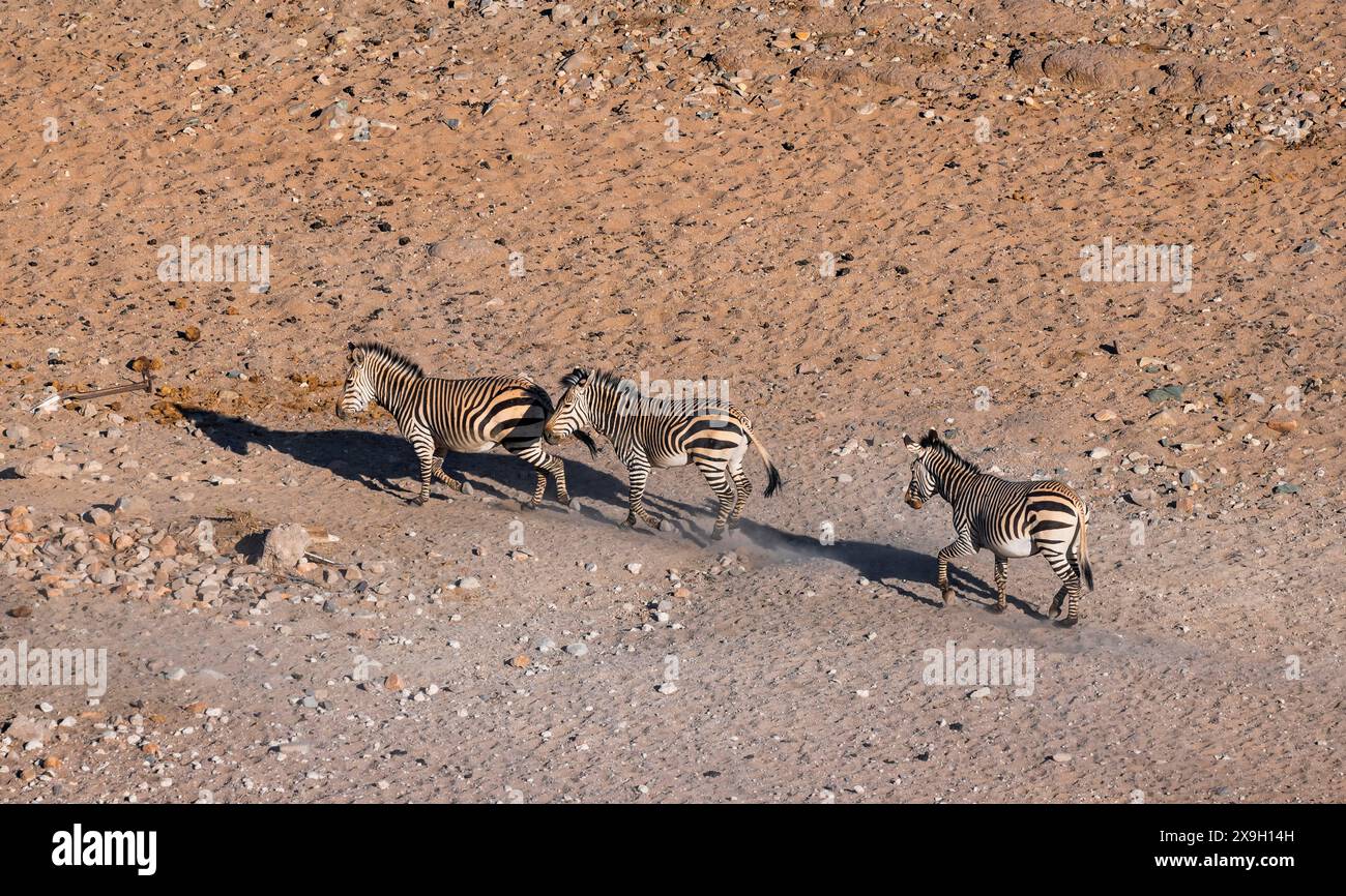 Three hartmann's mountain zebras (Equus zebra hartmannae) in the sand ...
