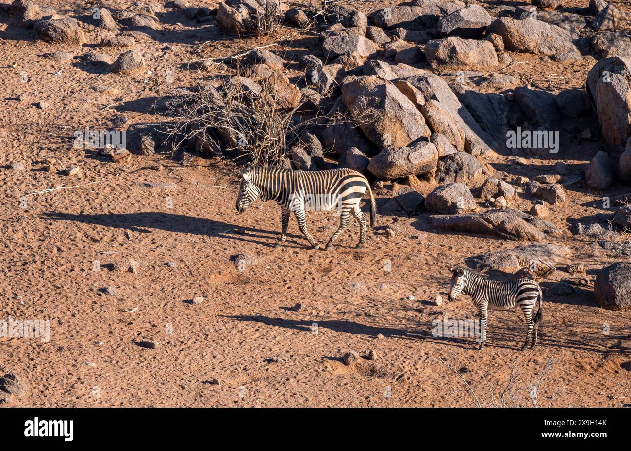 Hartmann's mountain zebras (Equus zebra hartmannae) between rocks ...