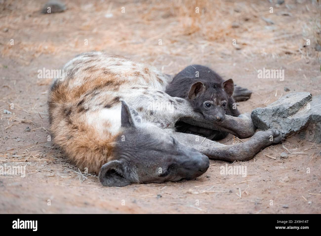 Spotted hyenas (Crocuta crocuta), adult female with cubs, lying down ...