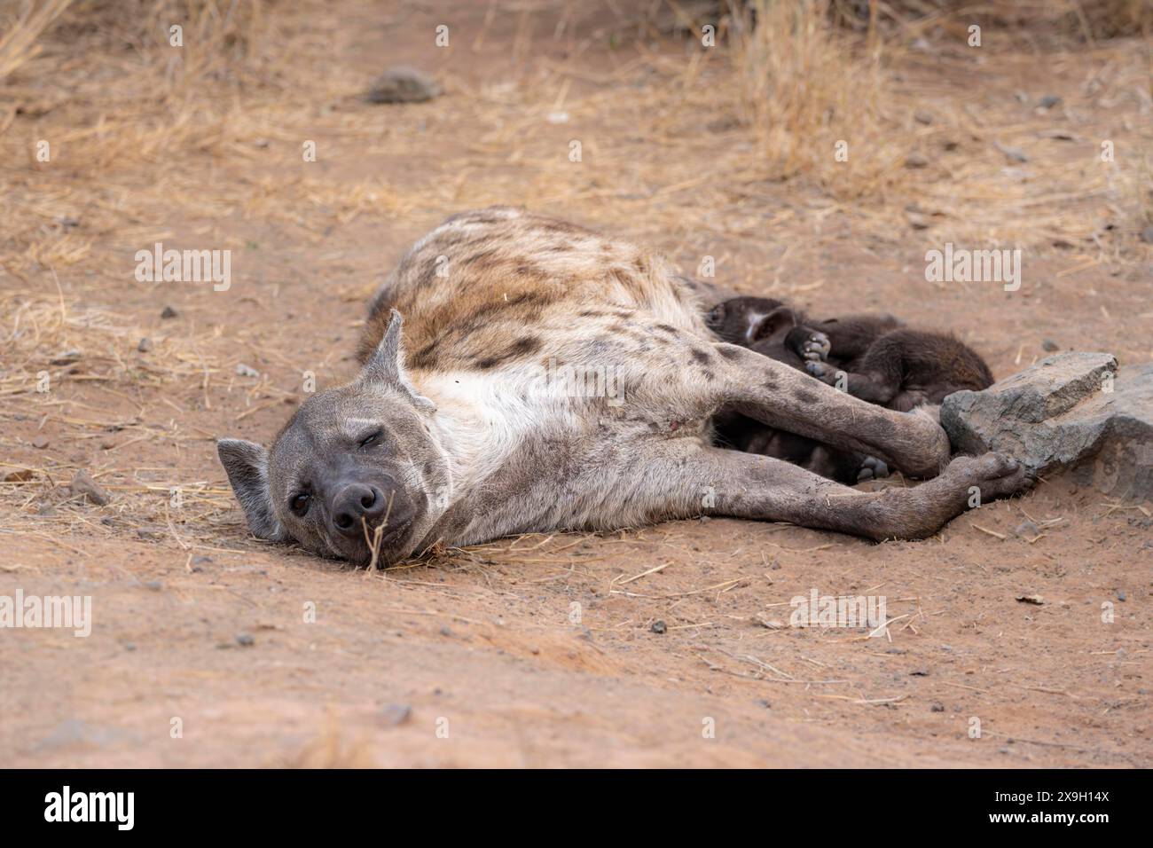 Young hyenas suckling hi-res stock photography and images - Alamy