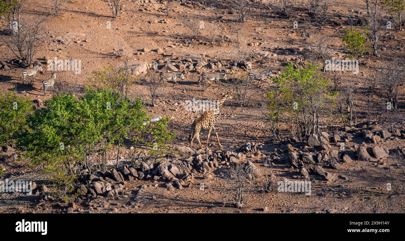 Angolan giraffe (Giraffa giraffa angolensis), from above, Hobatere ...