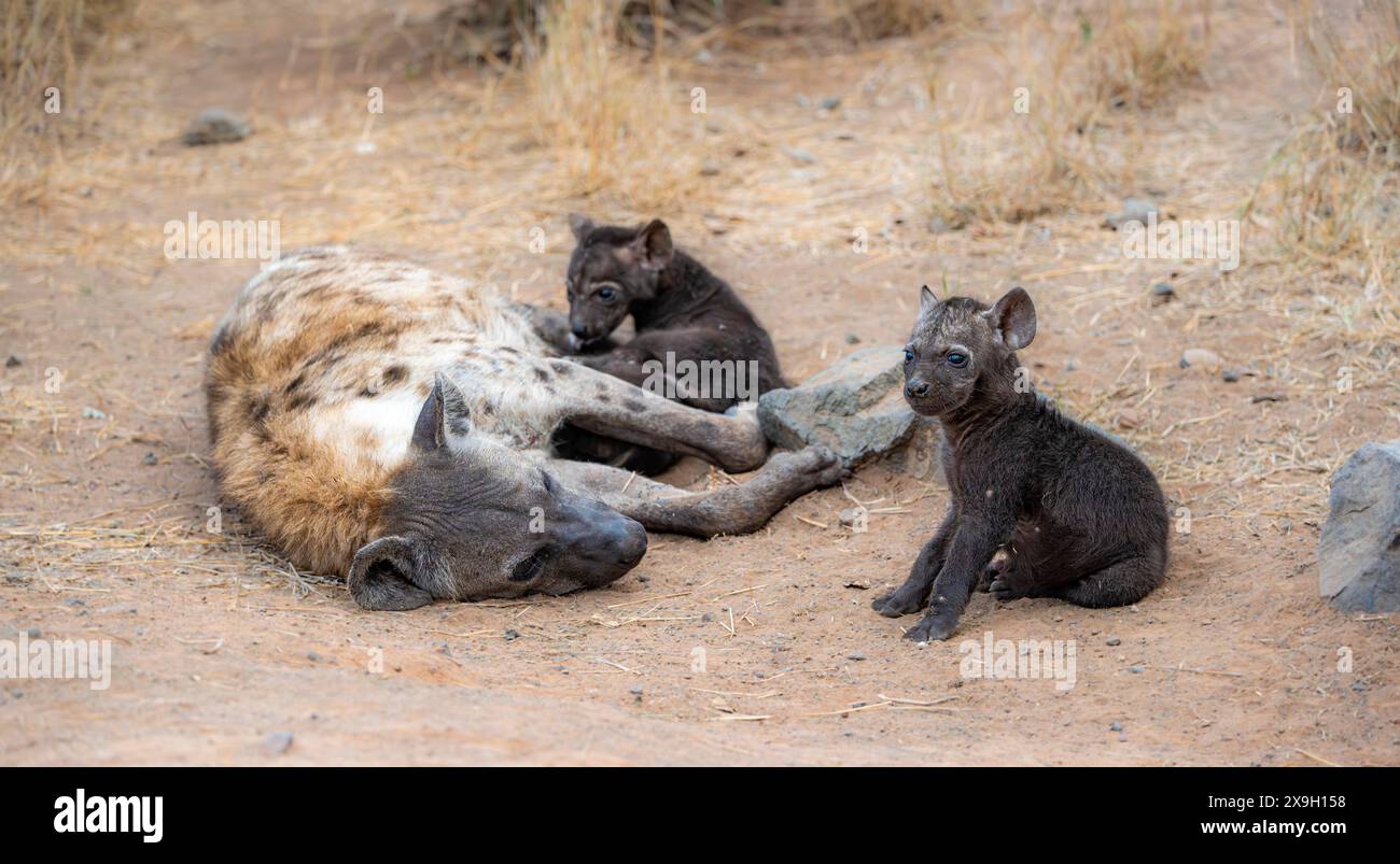 Spotted hyenas (Crocuta crocuta), adult female with ju, lying down ...