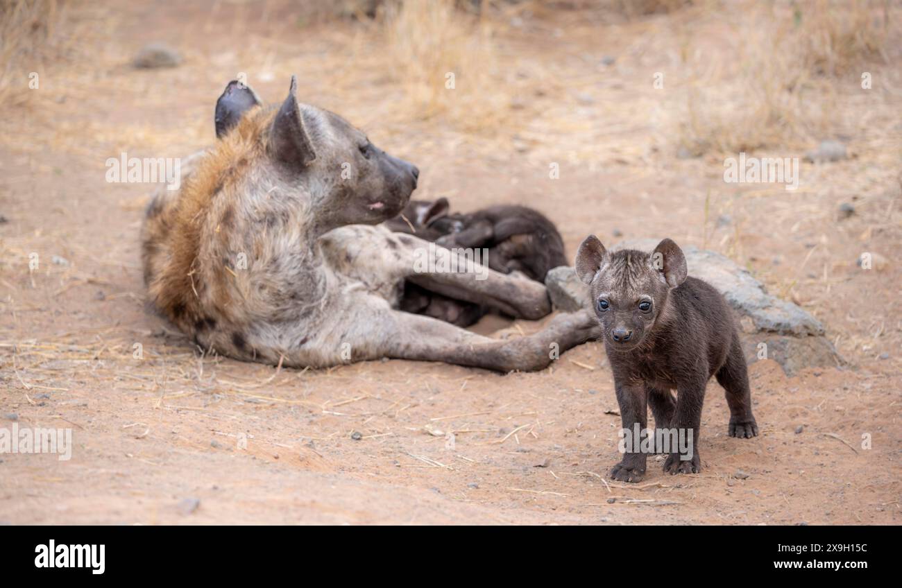 Spotted hyenas (Crocuta crocuta), adult female and m juvenile, lying ...