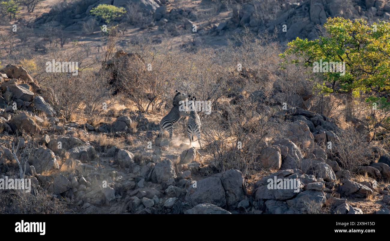 Hartmann's mountain zebras (Equus zebra hartmannae) between rocks ...
