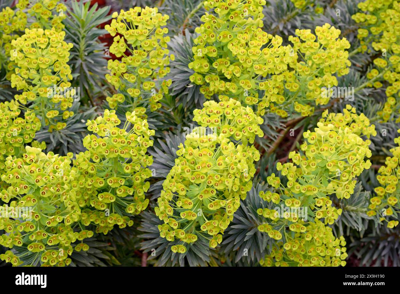 Euphorbia characias ‘blue wonder’ hi-res stock photography and images ...