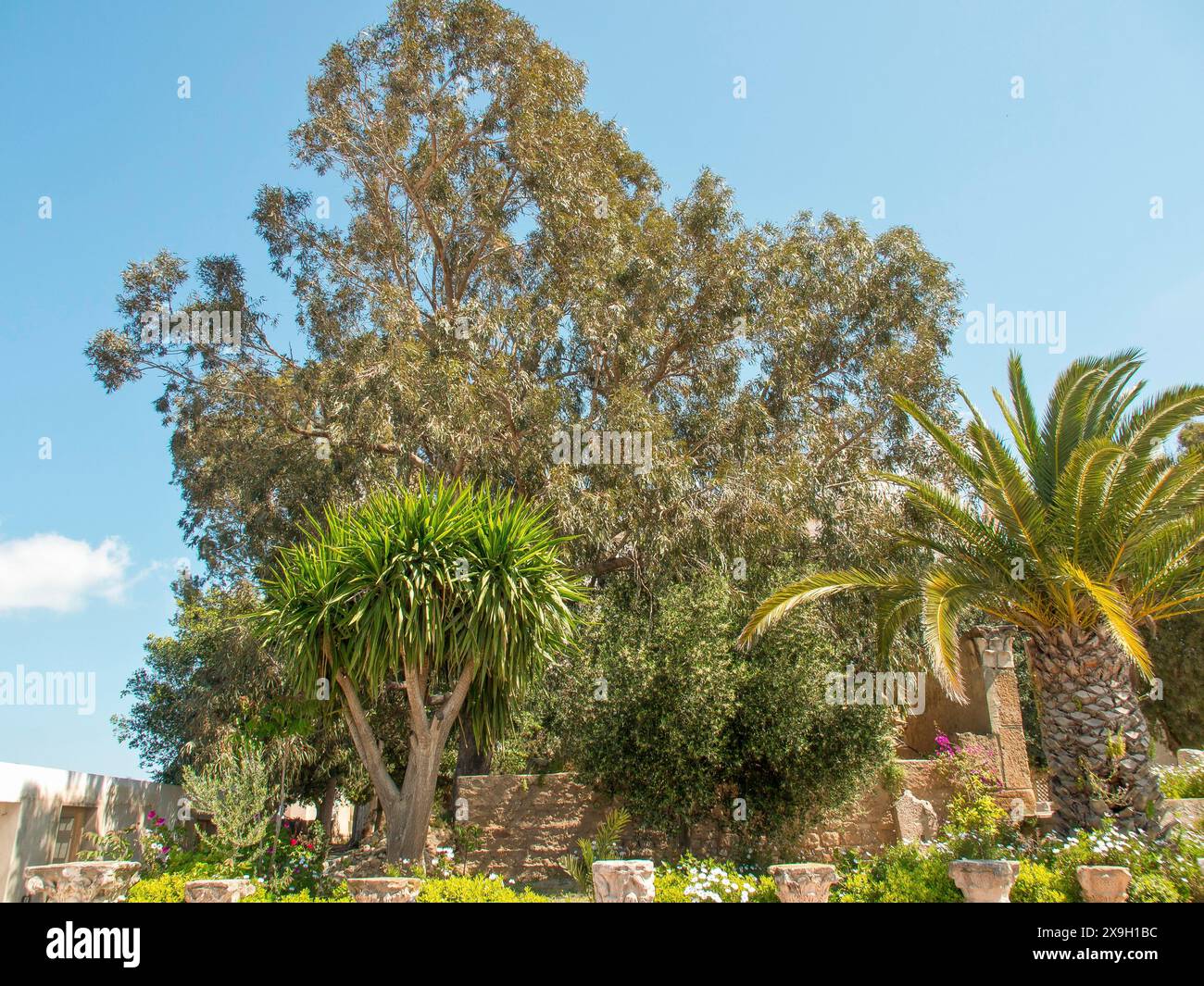 Large trees and palm trees in a sunny garden, Tunis in Africa with ...