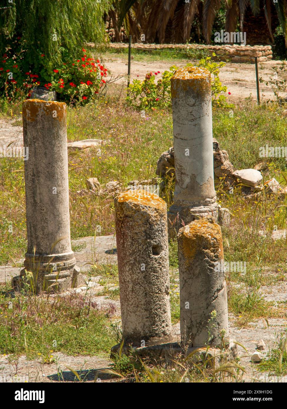Ancient stone pillars of ruins surrounded by vegetation and grasses ...
