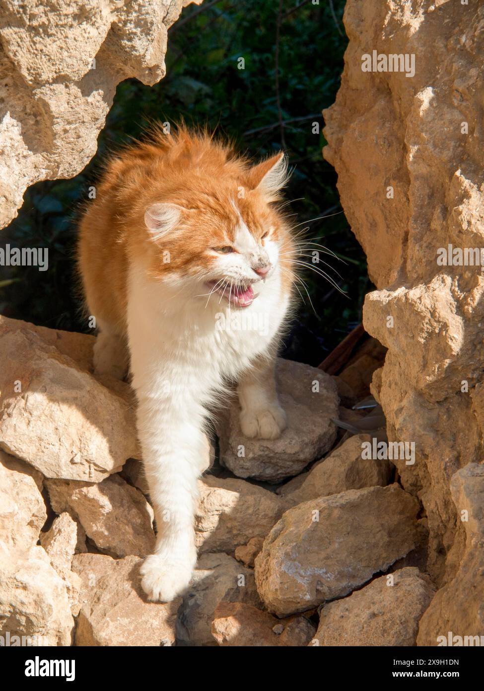 Red and white cat between rocks in natural surroundings, Tunis in ...