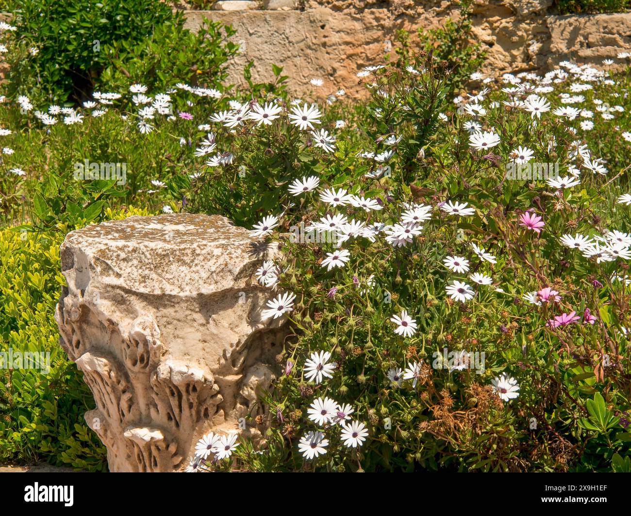 A rustic garden with stone flower boxes and many white flowers in front ...