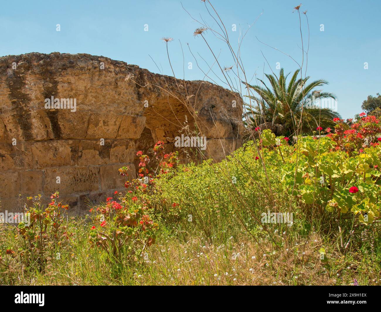 Ancient ruins with wild vegetation and flowering plants in the ...
