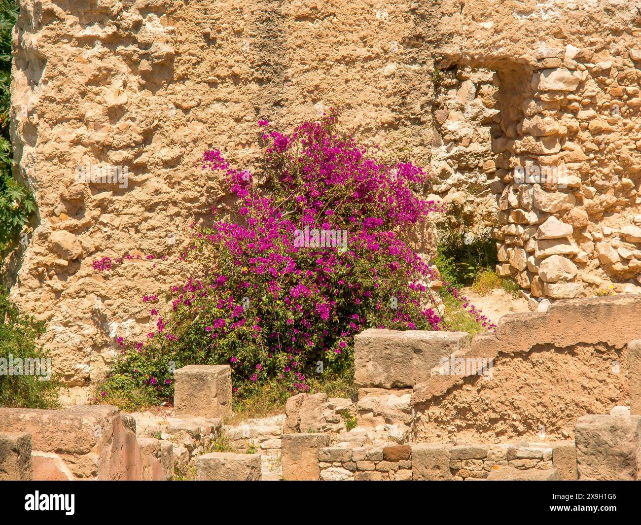 Stone ruins with pink flowers under bright sunshine and green ...