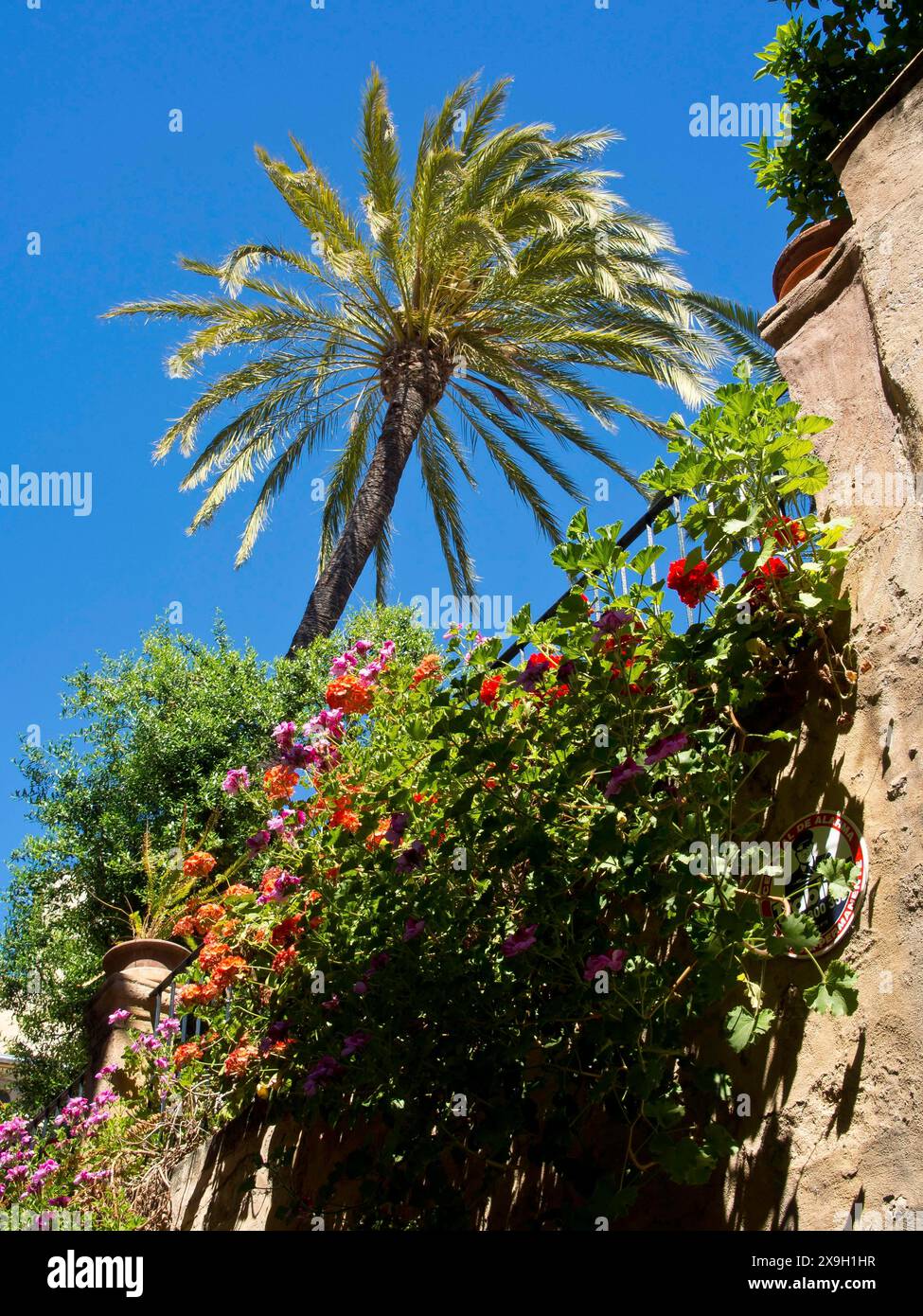 Blooming flowers and a palm tree in front of a bright blue sky, palma ...