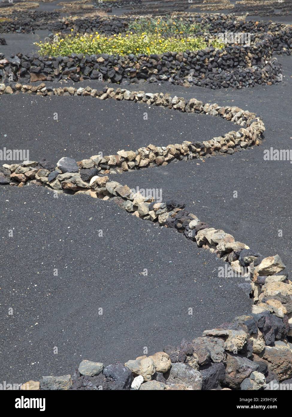 Curling stone walls on black sandy soil in a barren landscape, the ...