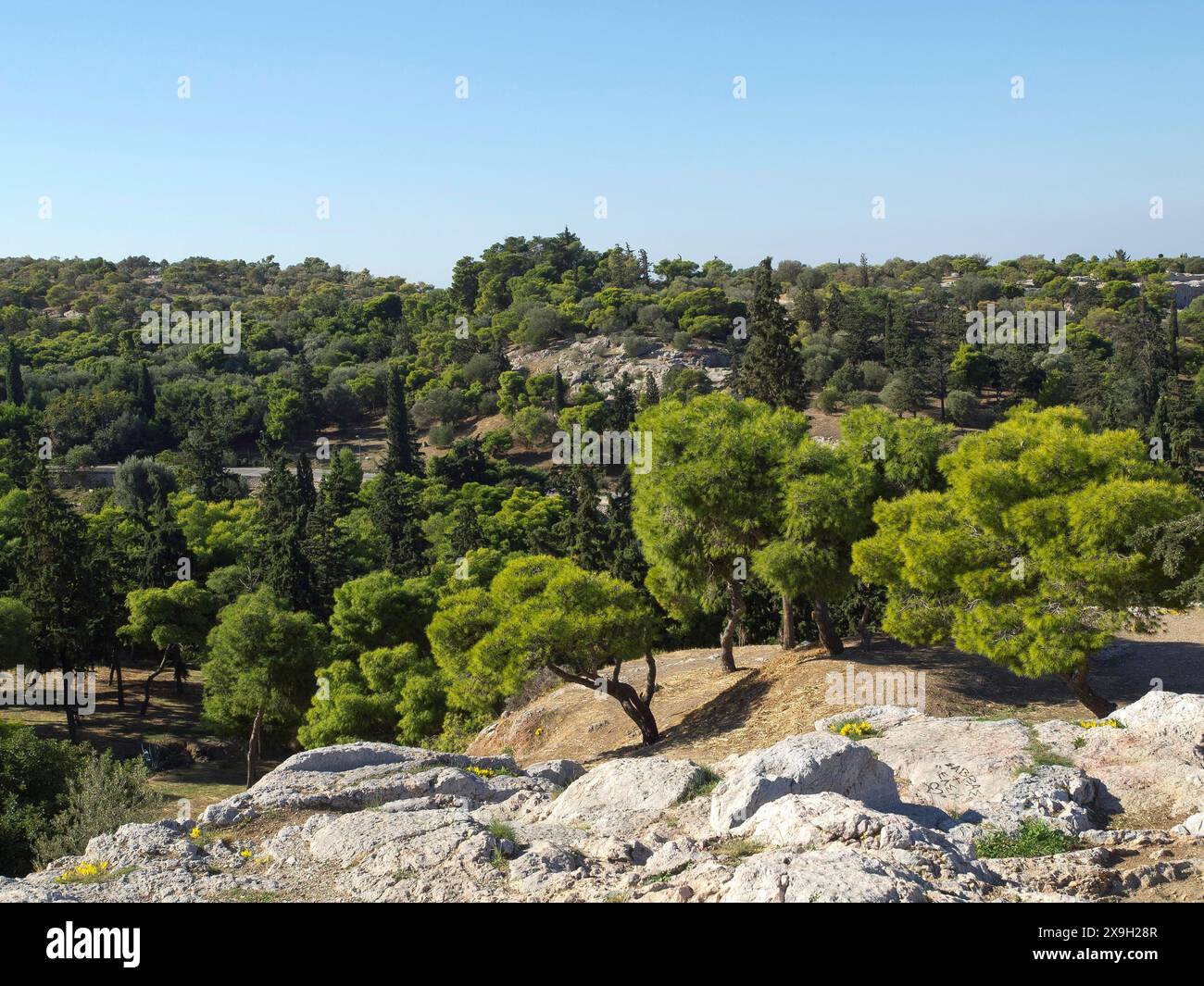 Expansive forest landscape with green trees and rocks under a clear sky ...