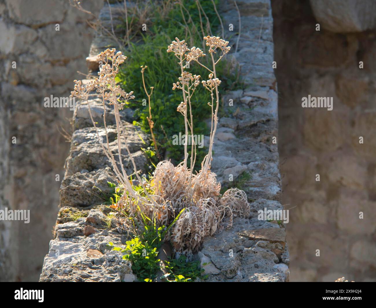 Withered plants grow on an old stone wall in a sun-drenched and ...