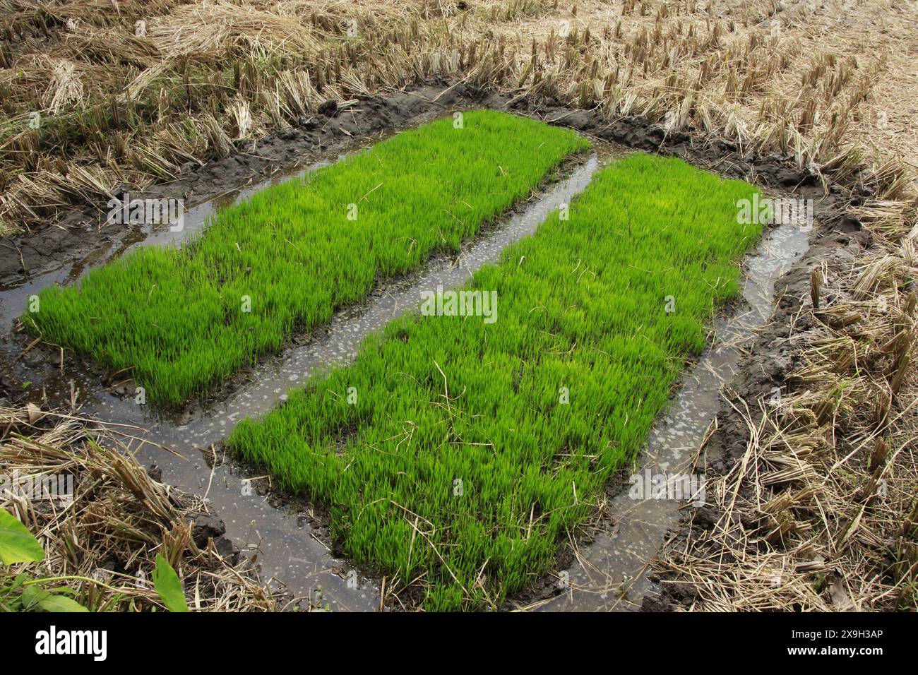 Rice nurseries on former harvested land that will be replanted Stock ...