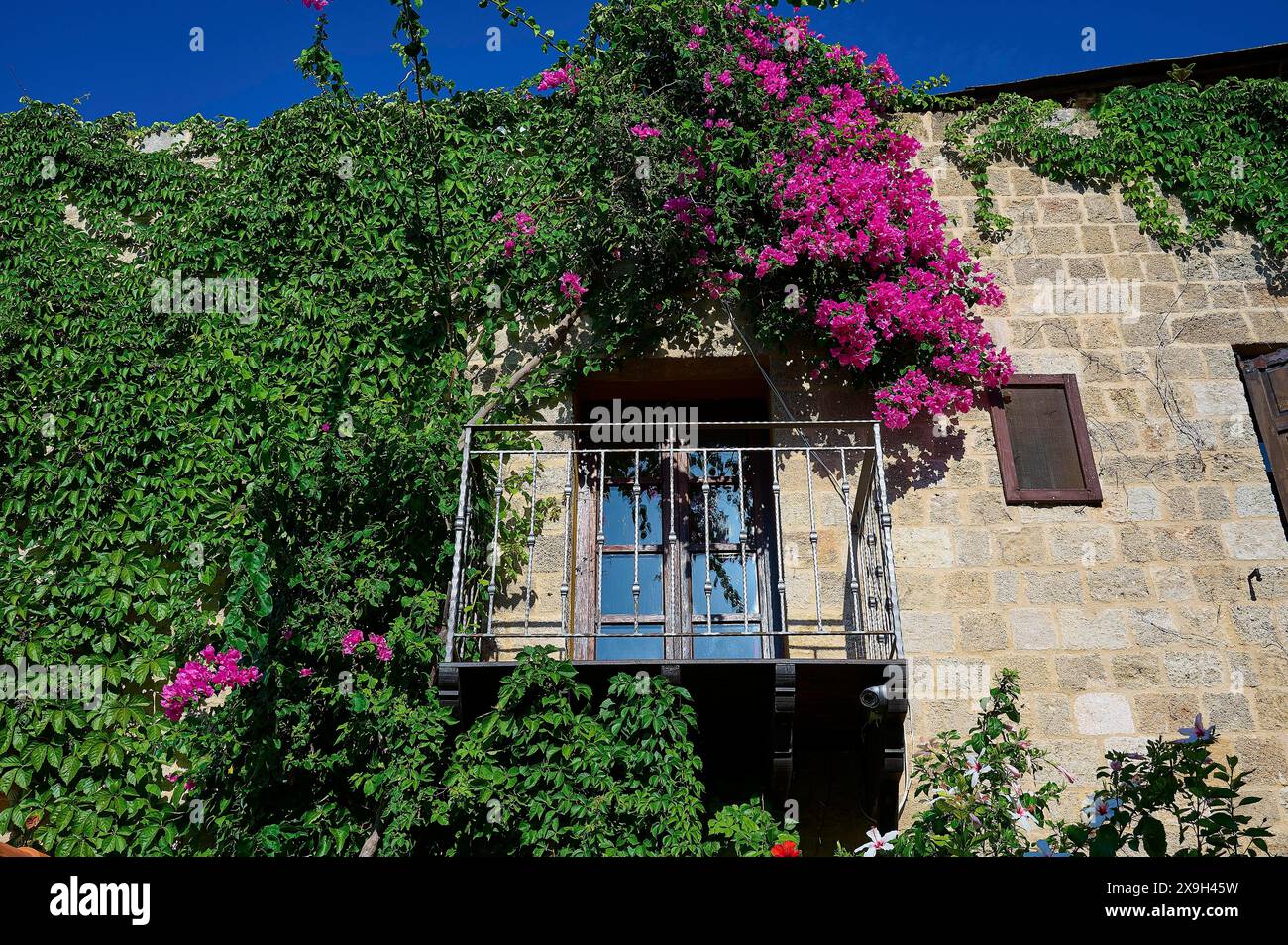 Window with balcony, surrounded by blooming flowers and climbing plants ...
