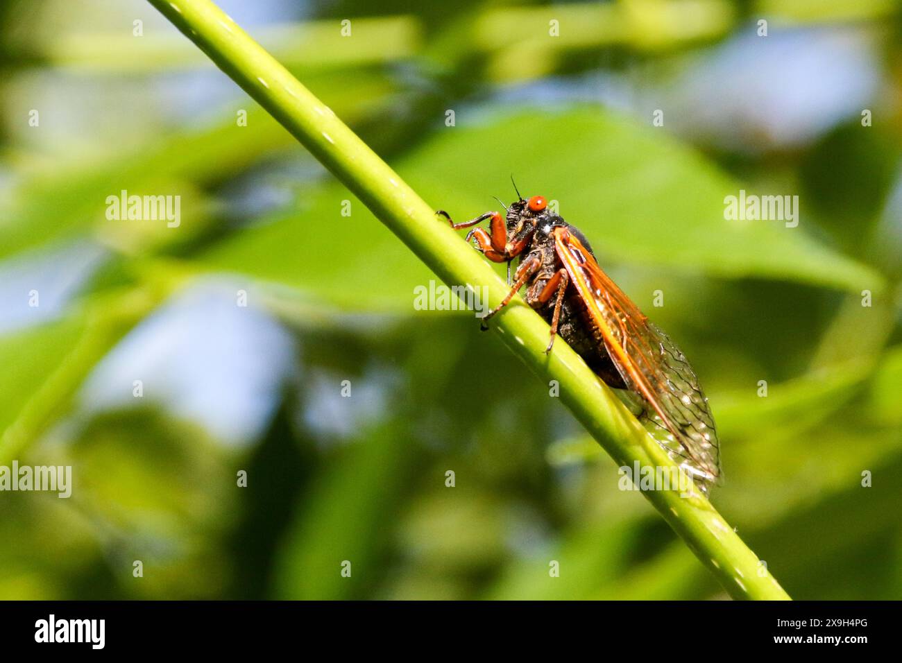 The 17-year cicada Brood XIII emerges in the Dunning-Read Conservation ...
