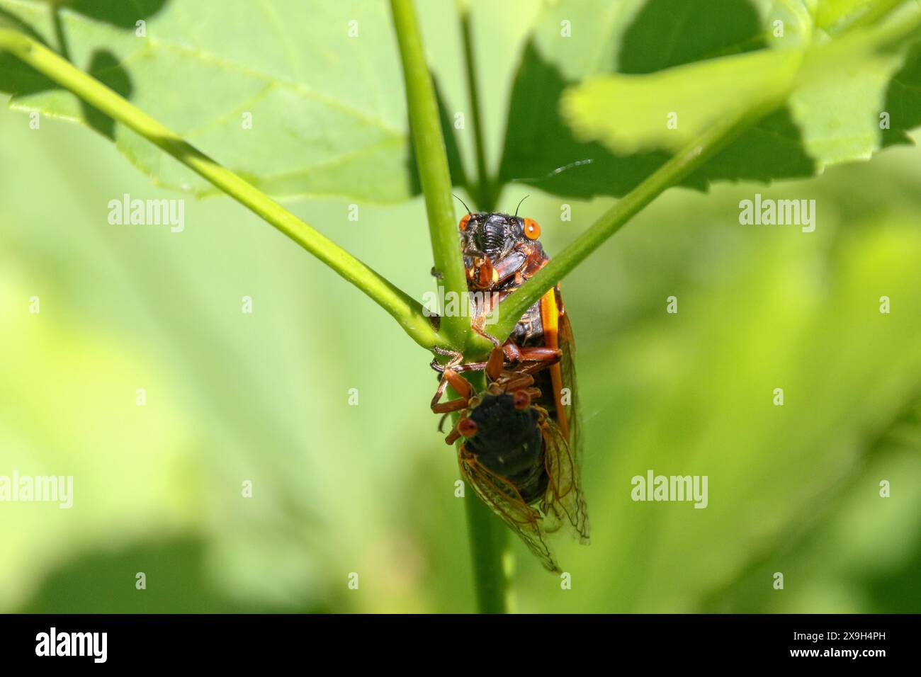 The 17-year cicada Brood XIII emerges in the Dunning-Read Conservation ...